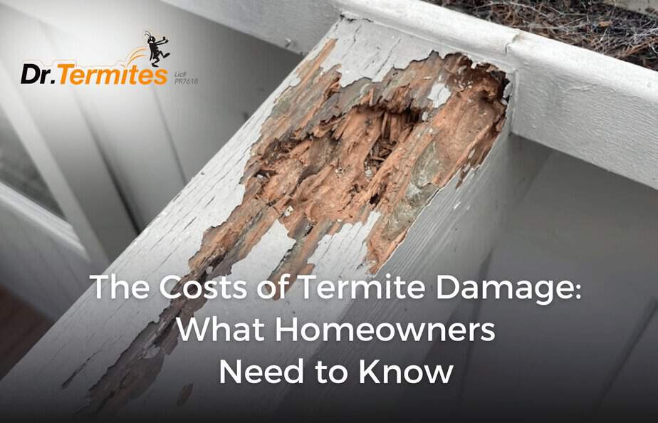 The Costs of Termite Damage: What Homeowners Need to Know - Dr Termites
