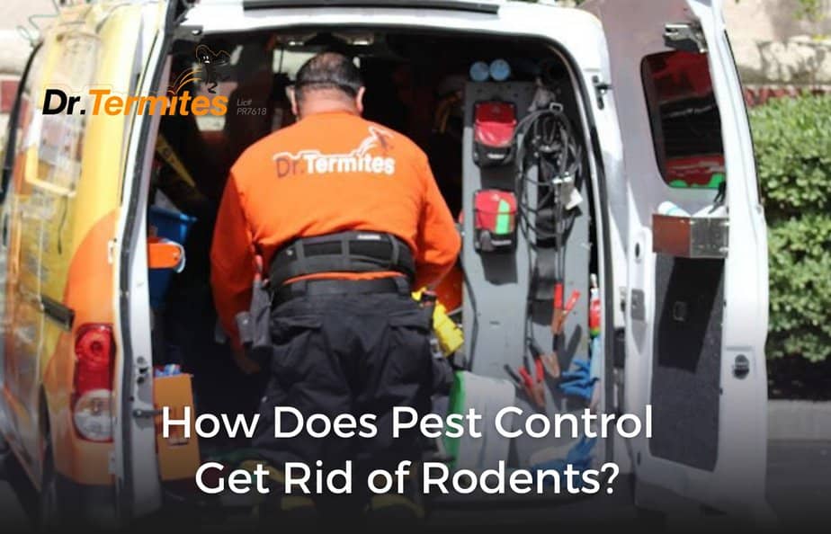 How Does Pest Control Get Rid of Rodents? - Dr Termites
