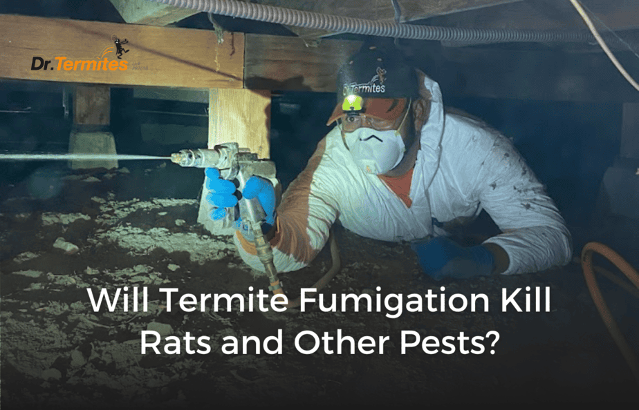 Will Termite Fumigation Kill Rats and Other Pests - Dr Termites
