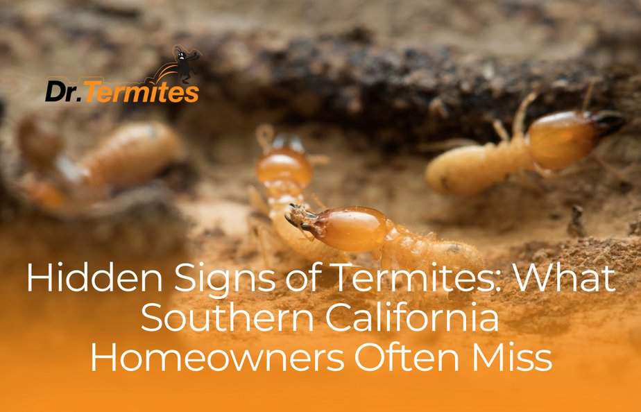 Termite Identification California