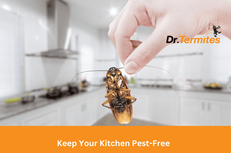 How to keep your kitchen pest-free | Learn More
