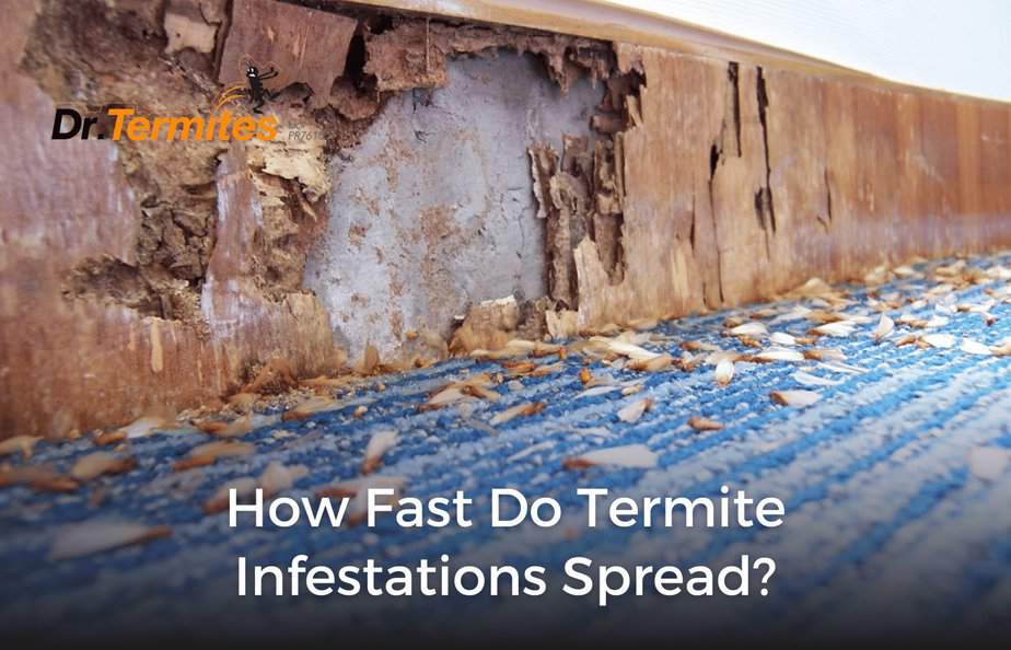 How Fast Do Termite Infestations Spread? - Dr Termites