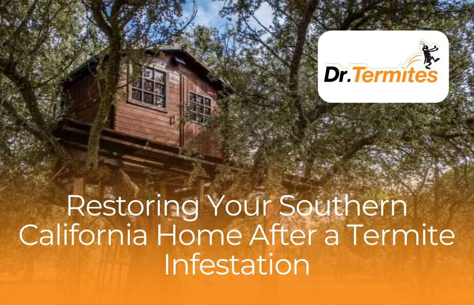 Restoring Your Southern California Home After a Termite Infestation ...