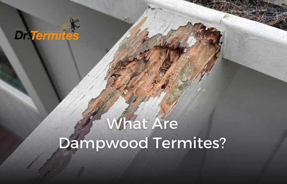 What Are Dampwood Termites? - Dr Termites