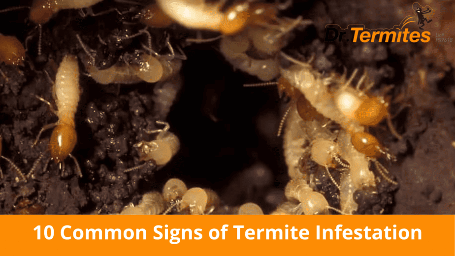 10 Common Signs of Termite Infestation in Your Home - Dr Termites