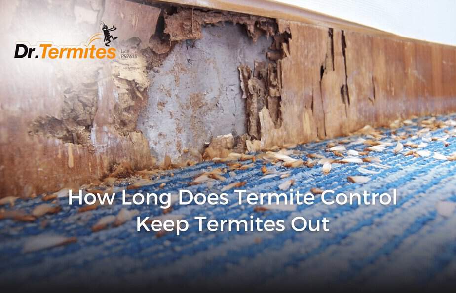 How Long Does Termite Control Keep Termites Out - Dr Termites