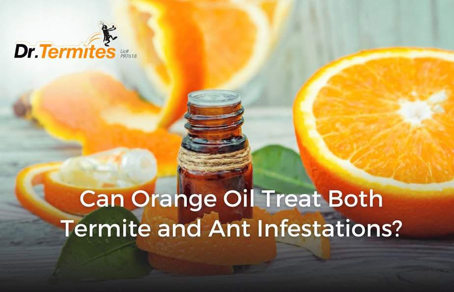 Can Orange Oil Treat Both Termite and Ant Infestations? - Dr Termites