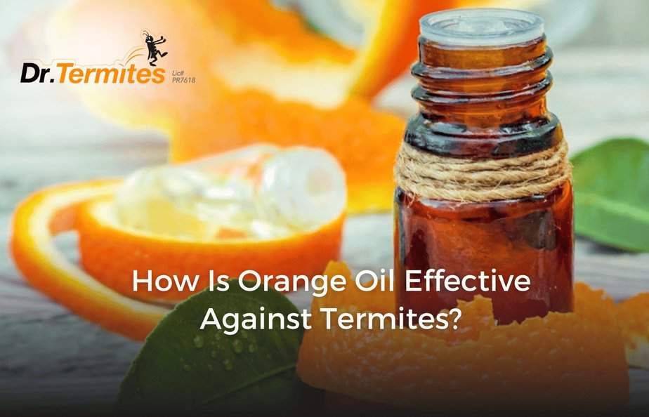 How Is Orange Oil Effective Against Termites? - Dr Termites